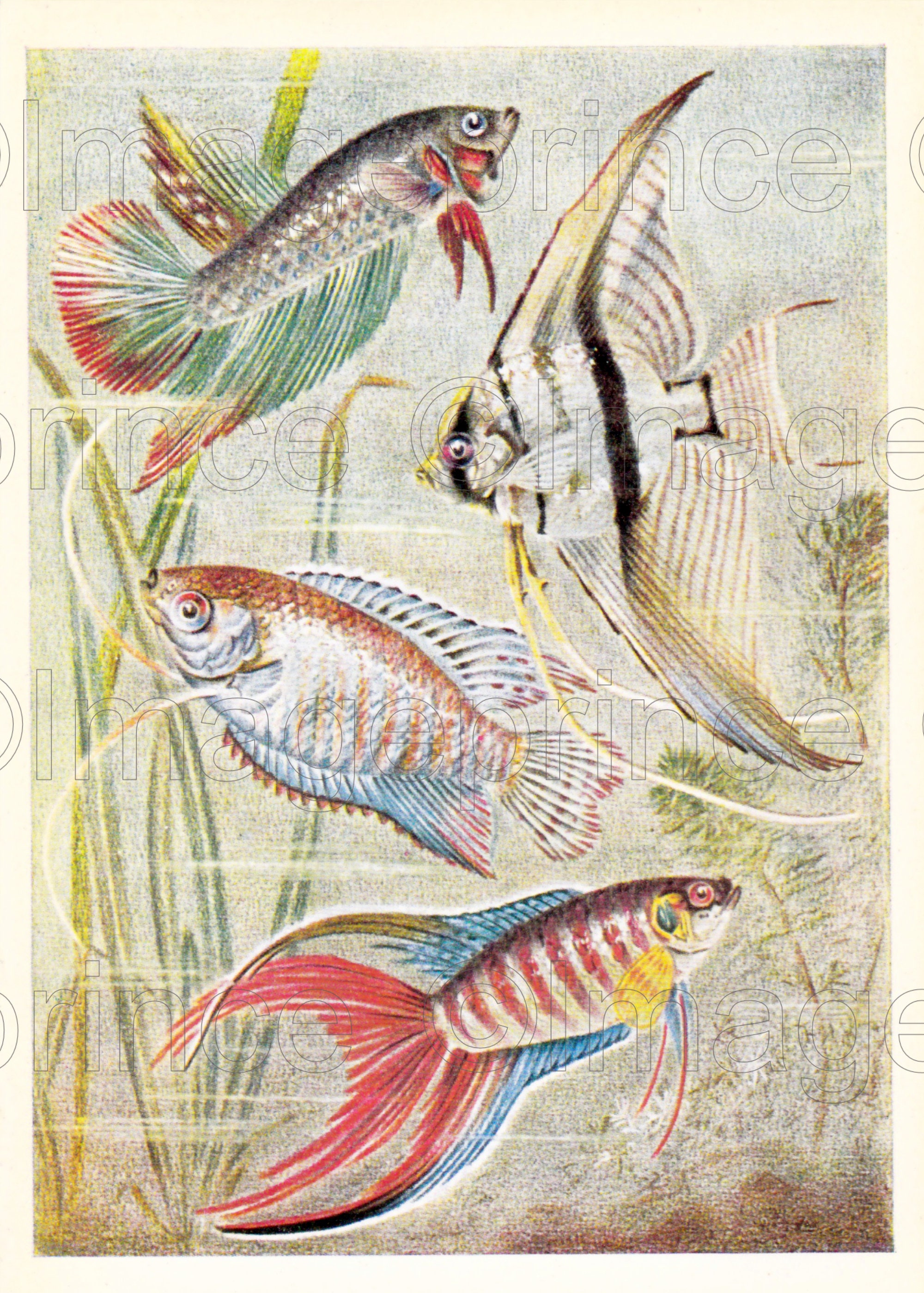 Vintage Fish Illustrations, Printable Botanical Pages, Digital Download ...
