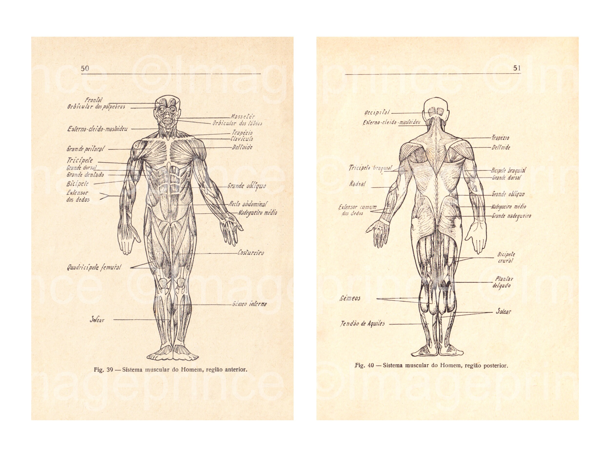 Old Anatomy Diagrams, Human Biology Illustrations, Digital Paper ...