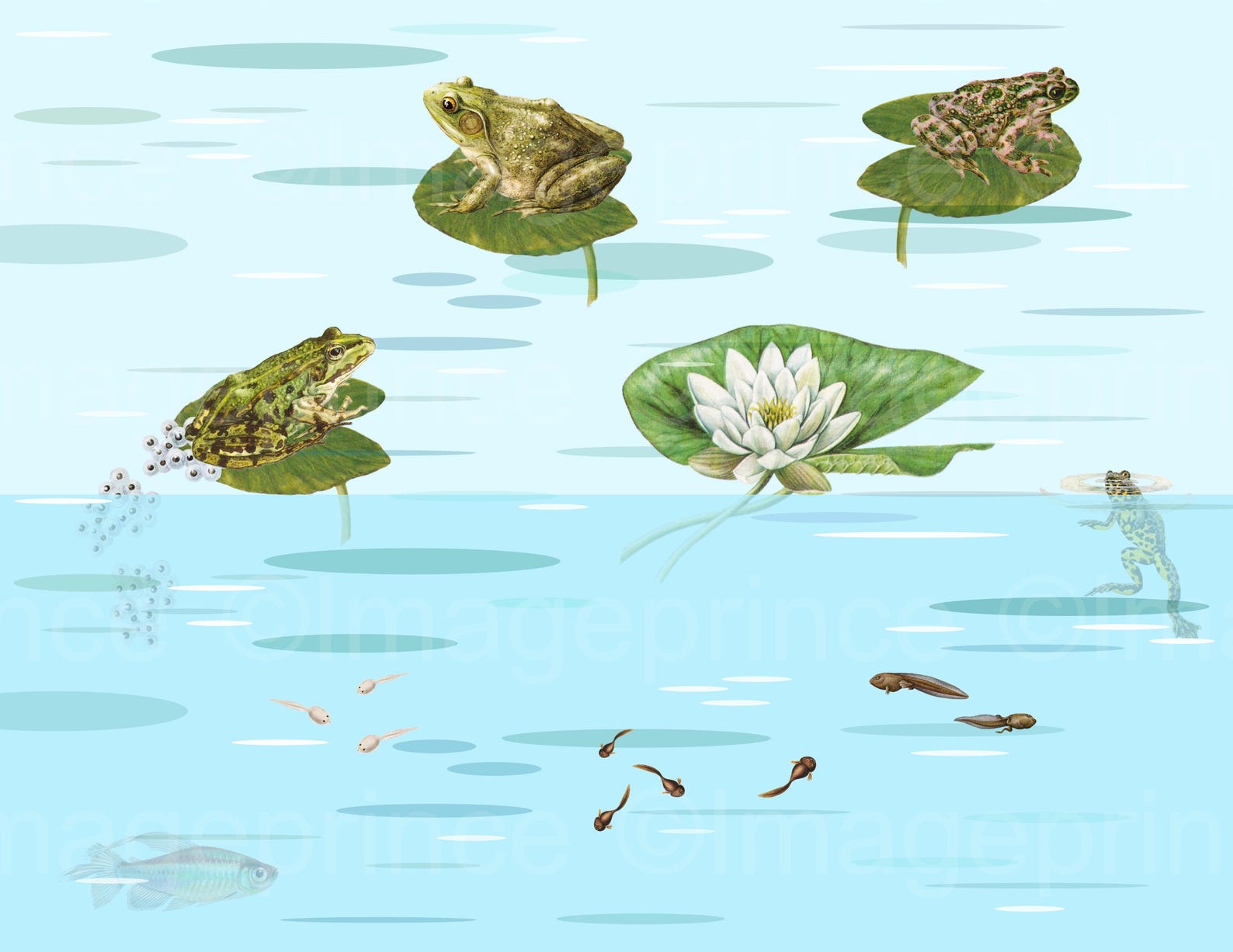 Pond Life Clip Art With Frogs, Water Plants, Insects, Beavers, Heron ...