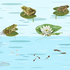 Pond Life Clip Art With Frogs, Water Plants, Insects, Beavers, Heron ...