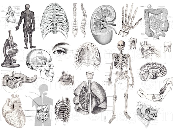 Vintage Anatomy Clipart With Skeleton Skull Heart Brain | Etsy