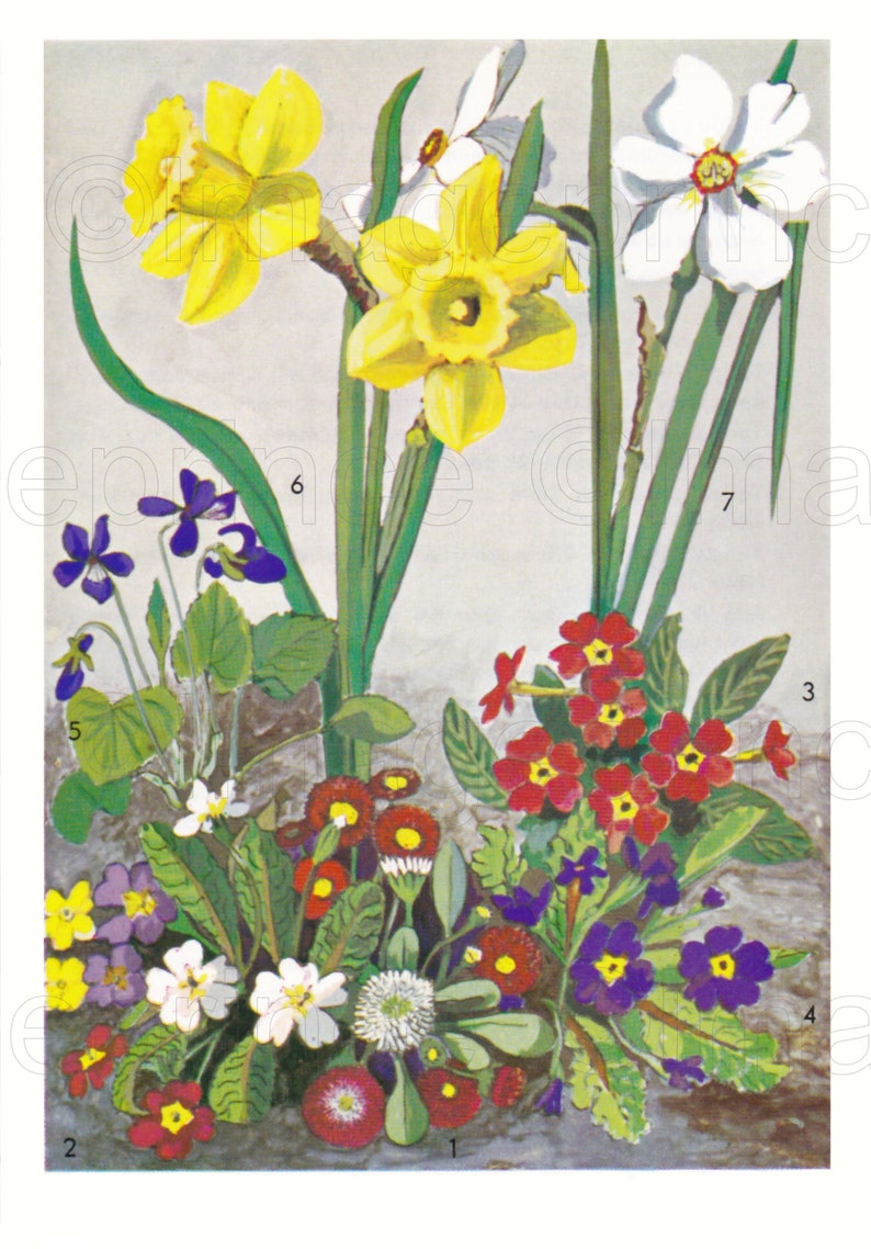 Vintage Botanical Prints, Spring Flower Illustrations With Daffodils ...