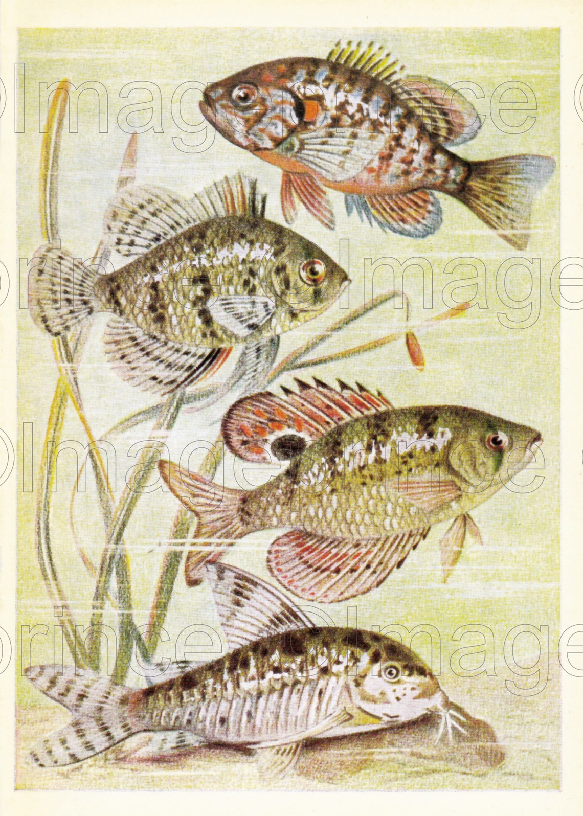 Vintage Fish Illustrations, Printable Botanical Pages, Digital Download ...