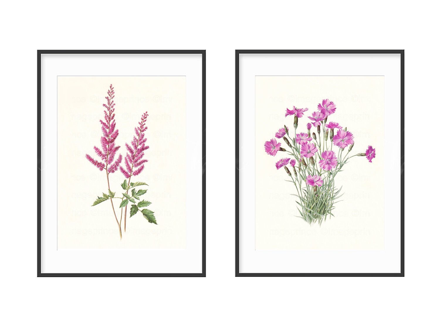 Pink Flower Illustrations, Printable Botanical Pages, Digital Download ...