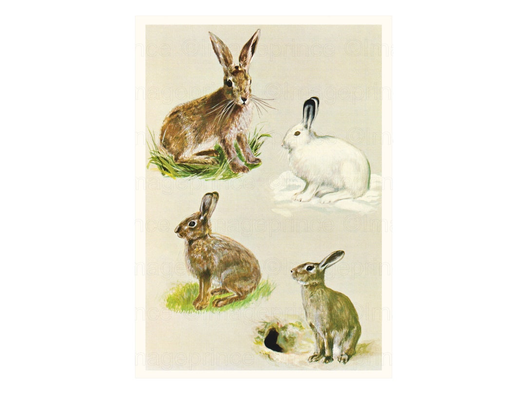 Hare and Rabbits Printable, Woodland Animals, Digital Download for ...