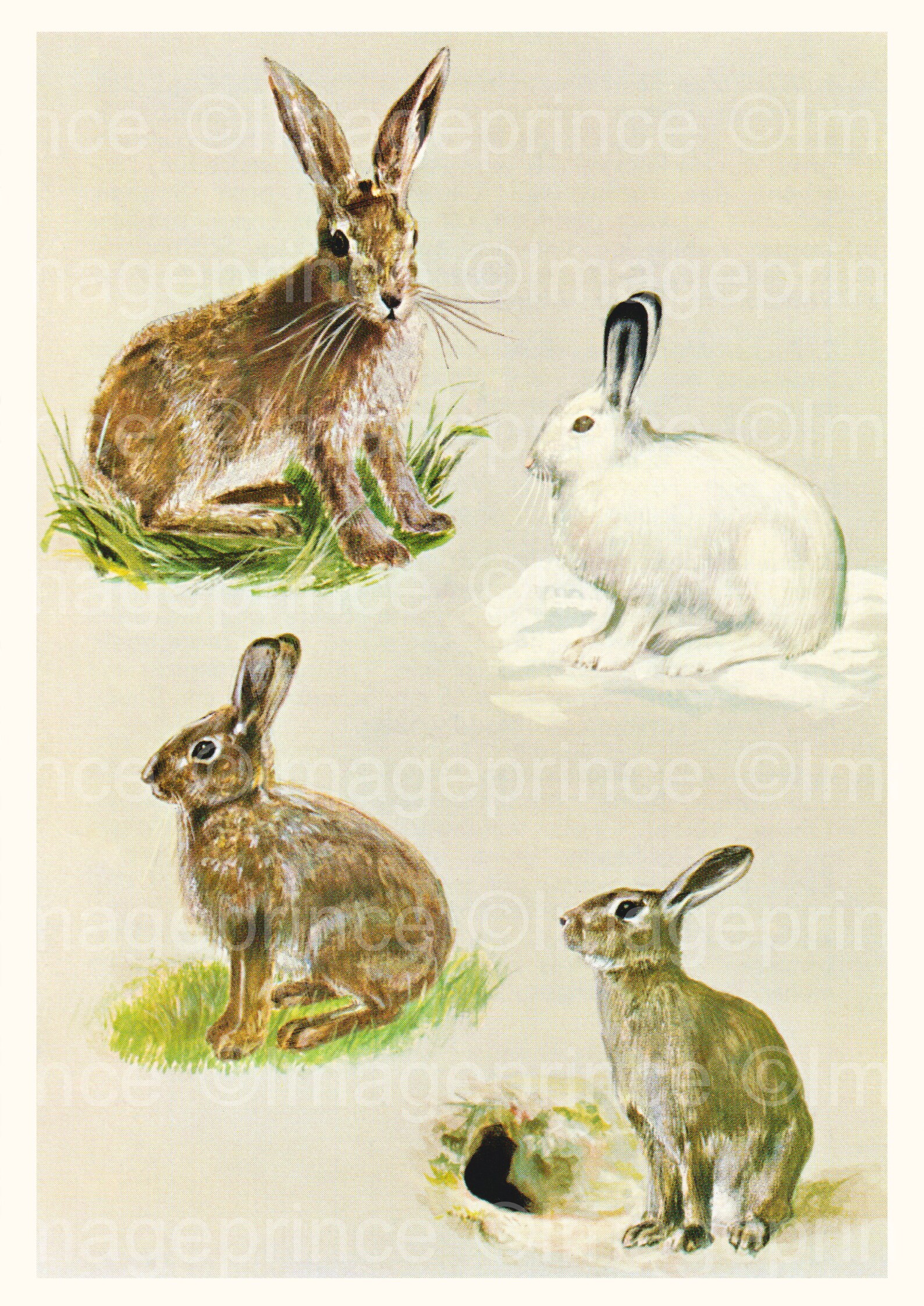 Hare and Rabbits Printable, Woodland Animals, Digital Download for ...