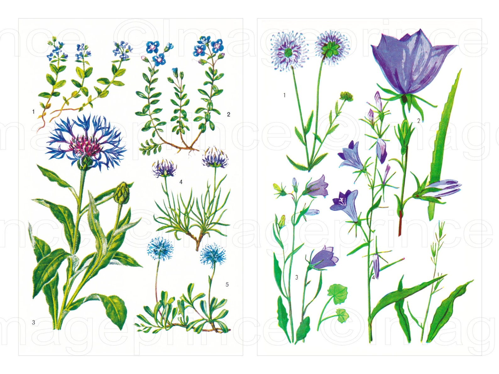 Blue Flower Illustrations, Printable Botanical Pages, Digital Download ...