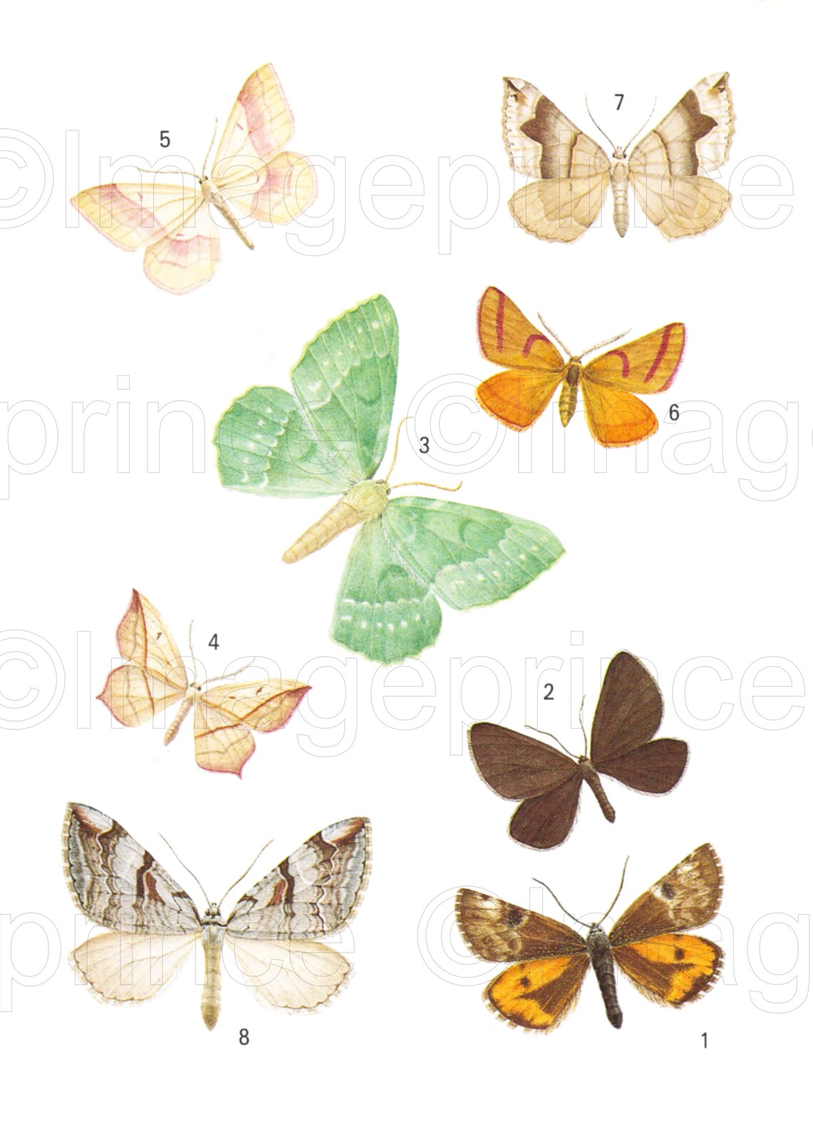Butterfly and Moth Collage Sheets Instant Download for - Etsy
