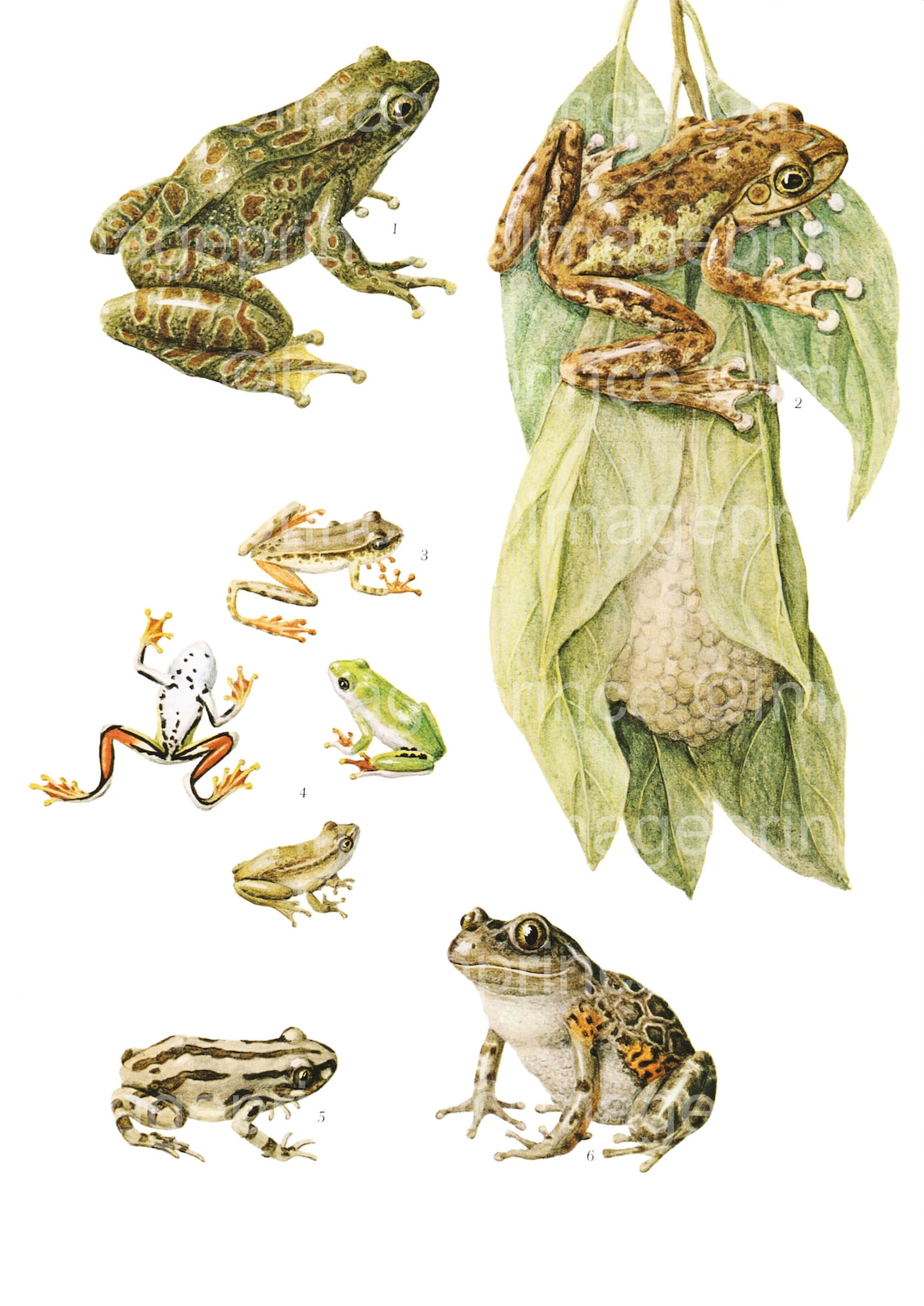 Vintage Frog Illustrations, Printable Wall Art, Digital Download for ...