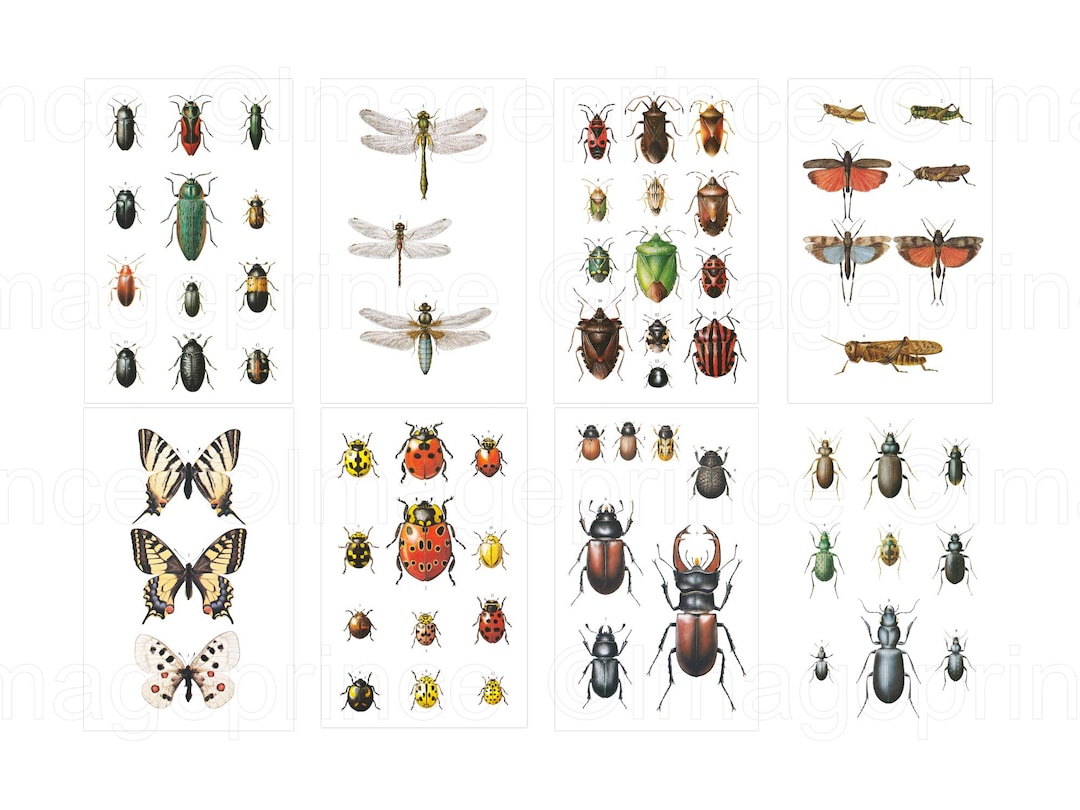 Insect Collage Sheets - Ladybugs, Butterflies, Beetles, Dragonflies ...