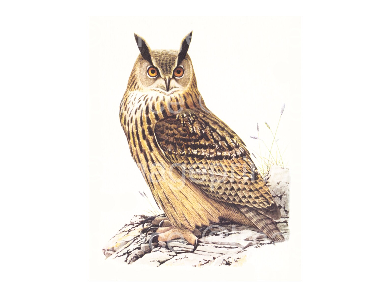 Vintage owl illustrations Printable wall art Digital | Etsy