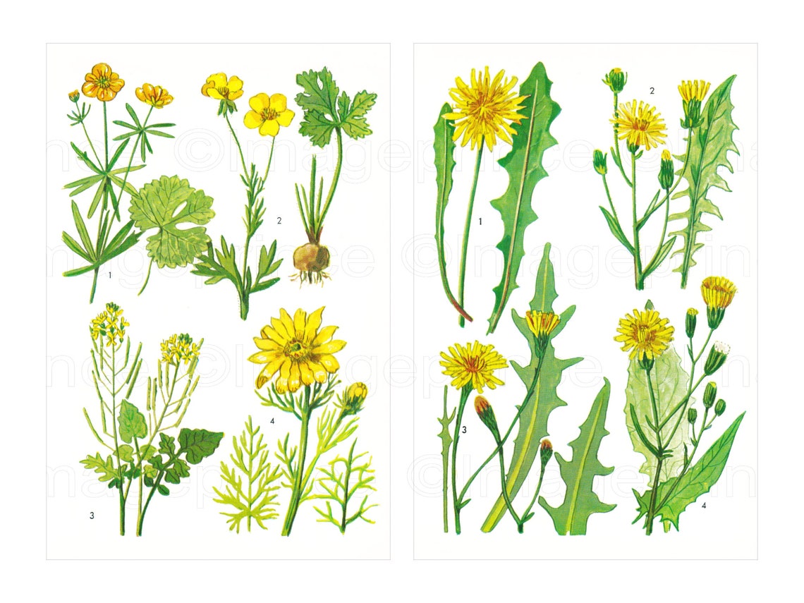 Yellow Flower Illustrations, Printable Botanical Pages, Digital ...
