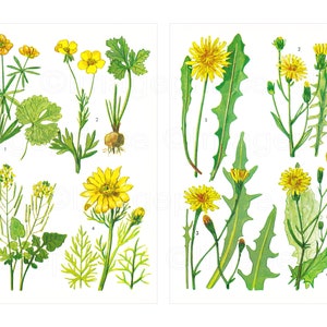 Yellow Flower Illustrations, Printable Botanical Pages, Digital ...