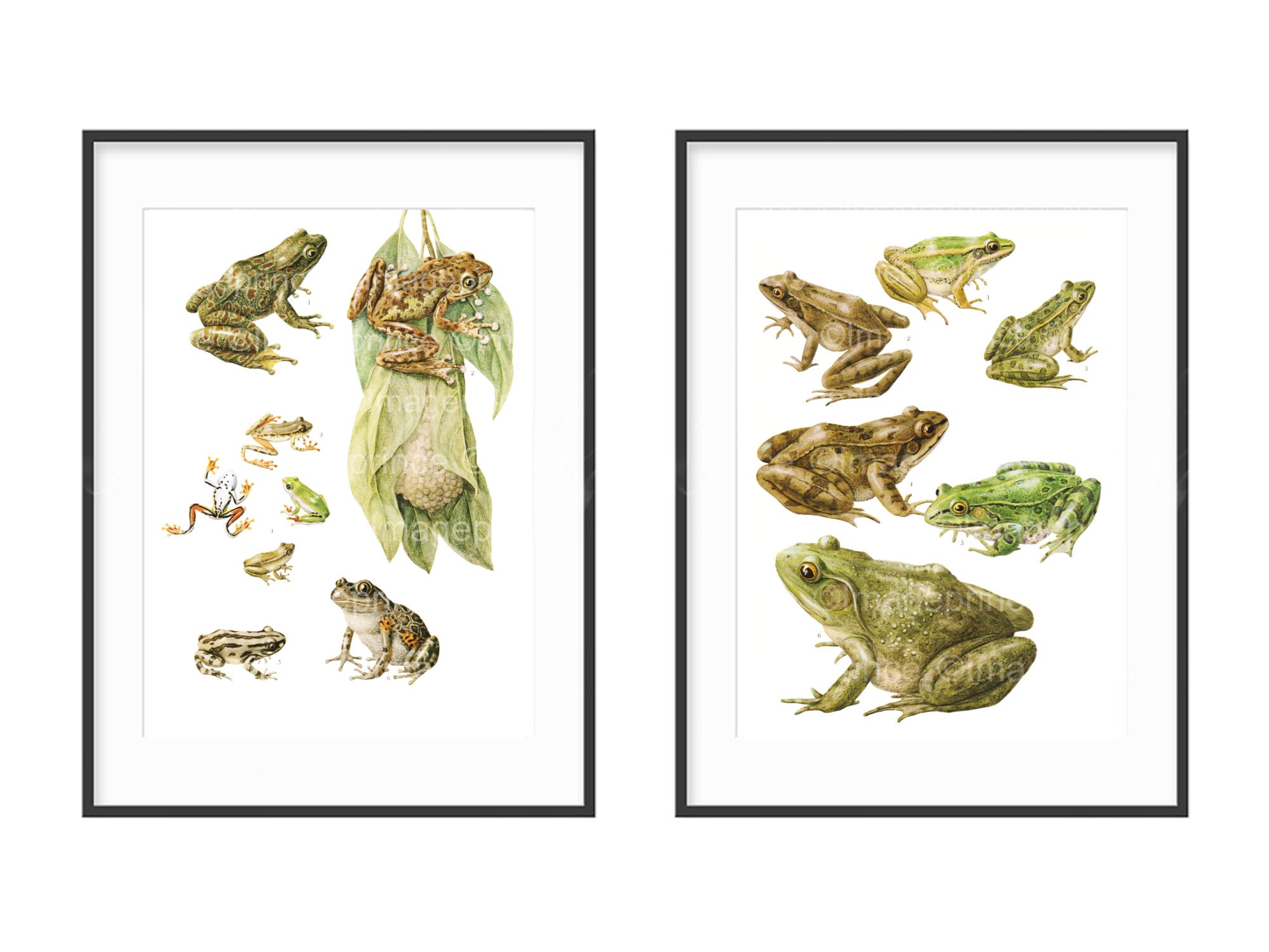 Vintage Frog Illustrations, Printable Wall Art, Digital Download for ...