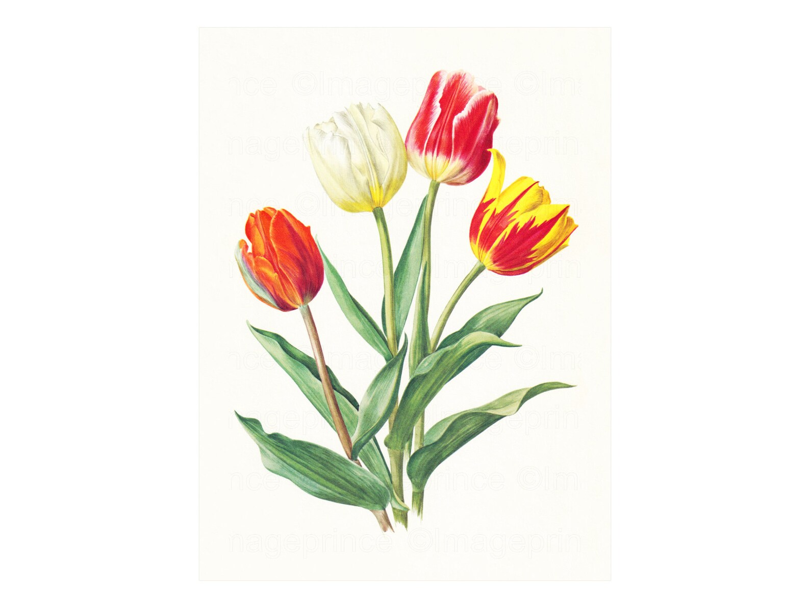 Tulip Prints, Digital Set of 3 Wall Art, Spring Decor, Instant Download ...