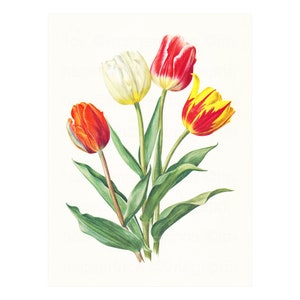 Tulip Prints, Digital Set of 3 Wall Art, Spring Decor, Instant Download ...