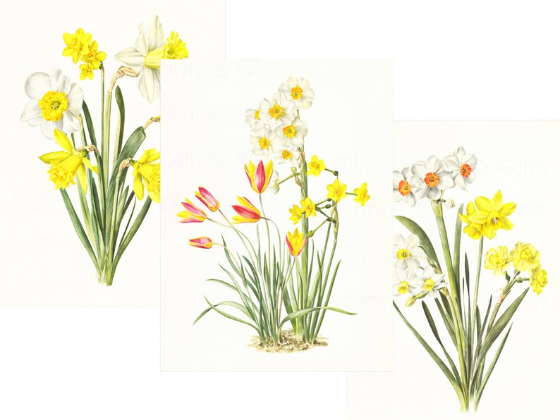 Narcissus Flowers, Set of 3 Wall Art, Spring Decor, Daffodils Digital ...