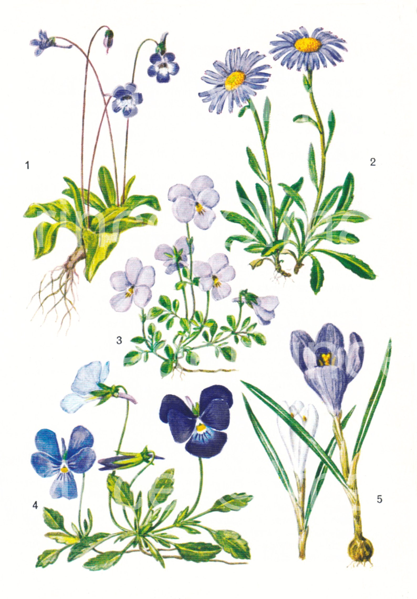 Blue Flower Illustrations, Printable Botanical Pages, Digital Download ...