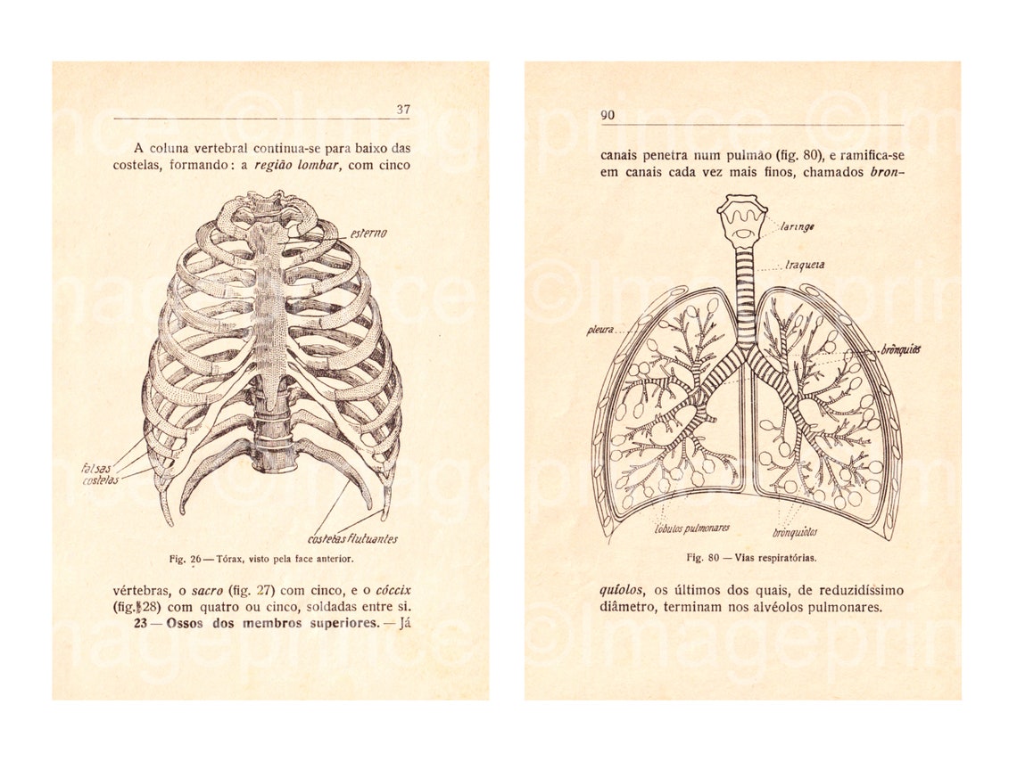 Old Anatomy Diagrams, Human Biology Illustrations, Digital Paper ...