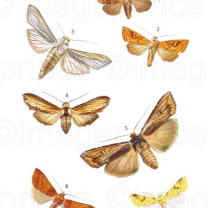 Butterfly and Moth Collage Sheets, Instant Download for Scrapbooking ...
