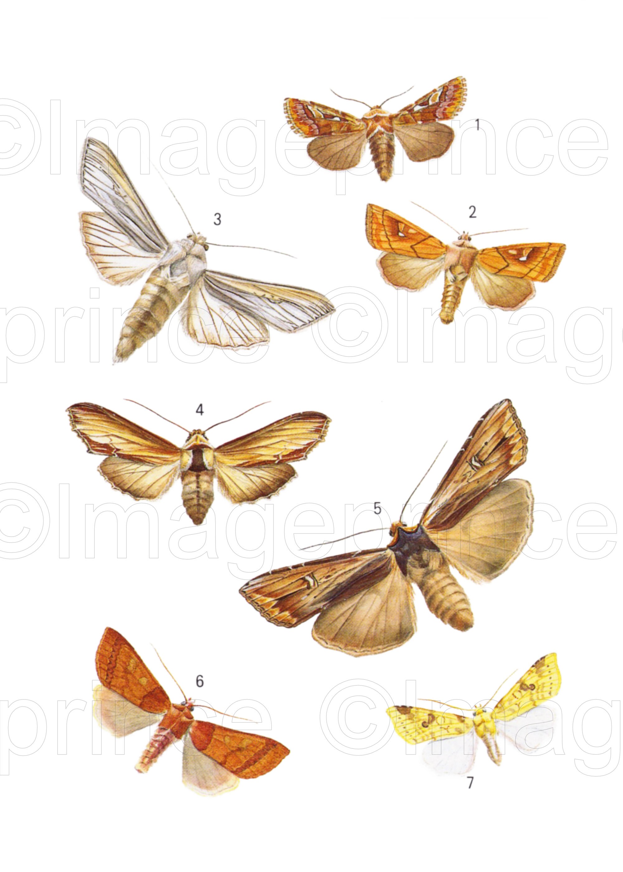 Butterfly and Moth Collage Sheets, Instant Download for Scrapbooking ...