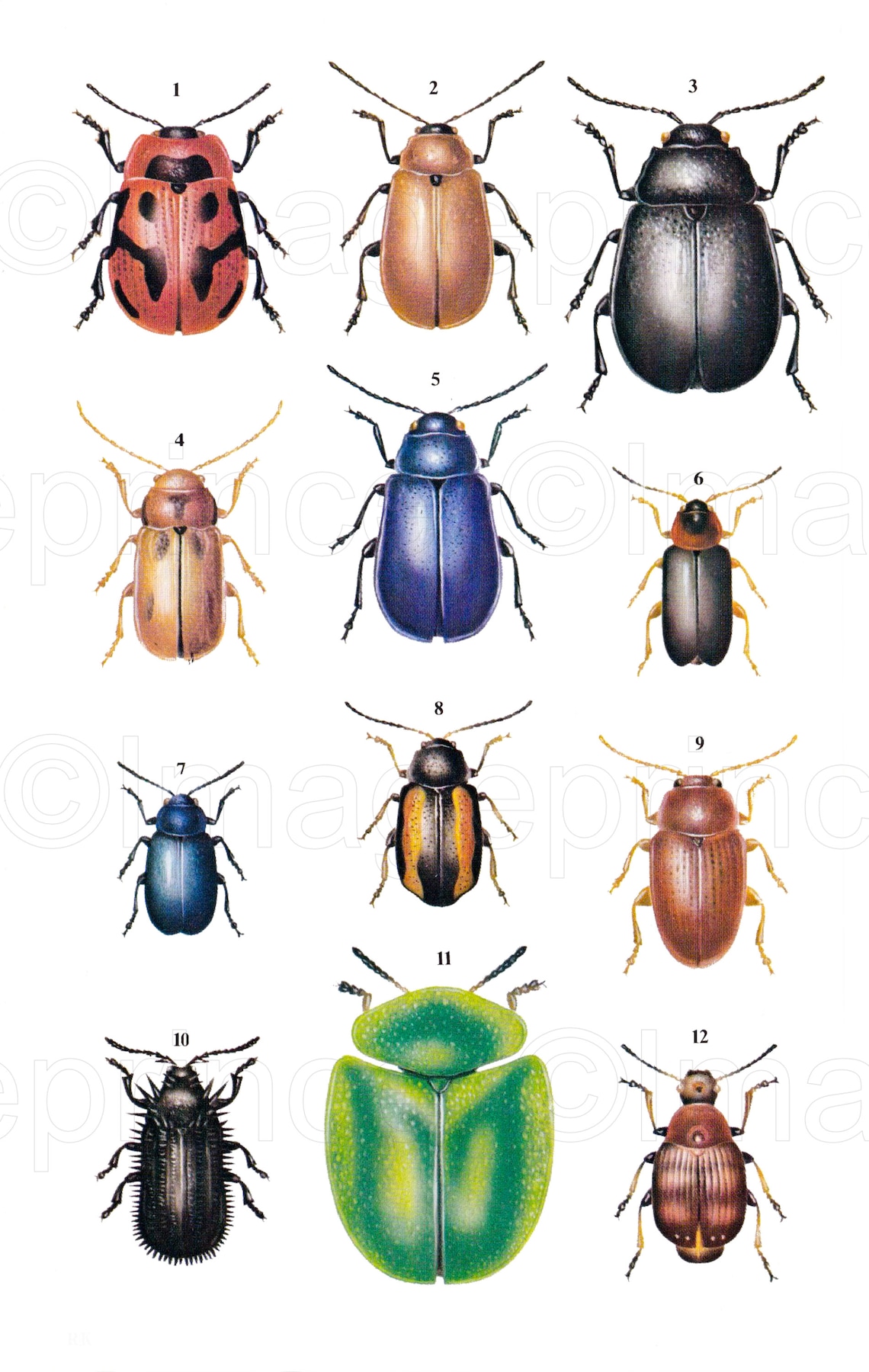 Insect Collage Sheets With Butterflies Ladybugs Beetles - Etsy