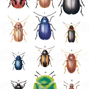 Insect Collage Sheets With Butterflies, Ladybugs, Beetles, Bees ...