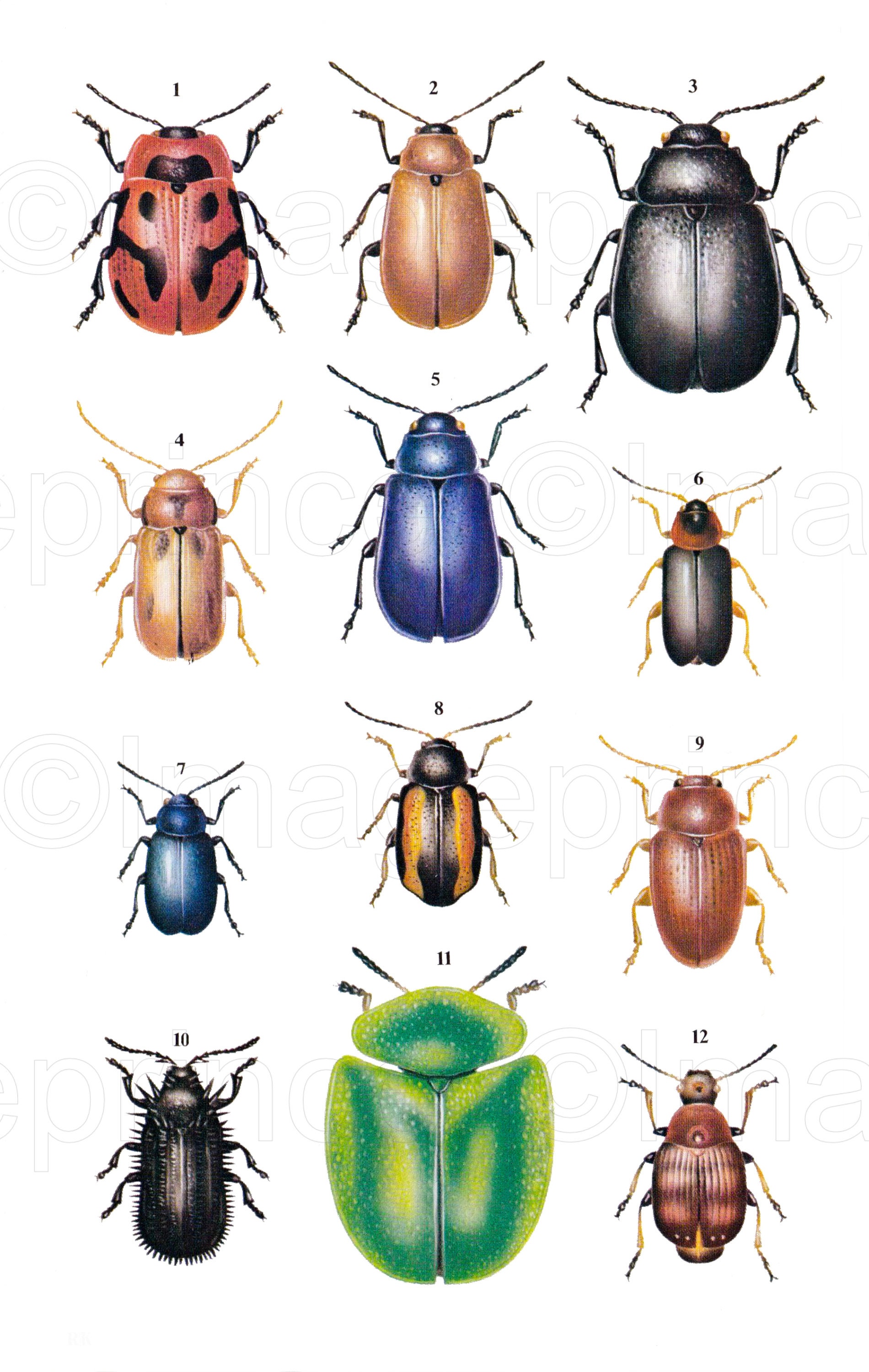 Hojas de collage de insectos con mariposas, mariquitas, escarabajos ...