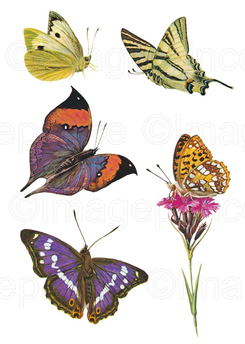 Moth and Butterfly Clipart, Instant Download for Digital Scrapbooking ...