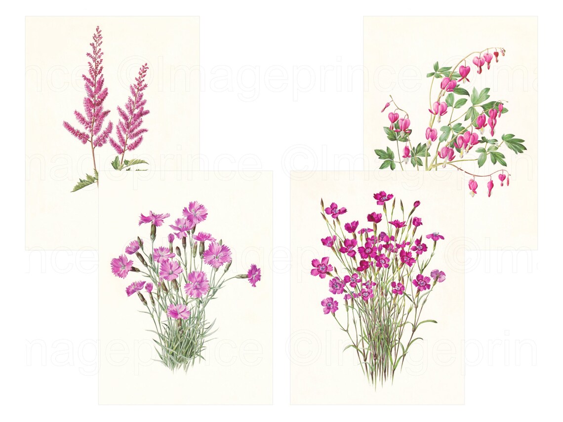 Pink Flower Illustrations, Printable Botanical Pages, Digital Download ...