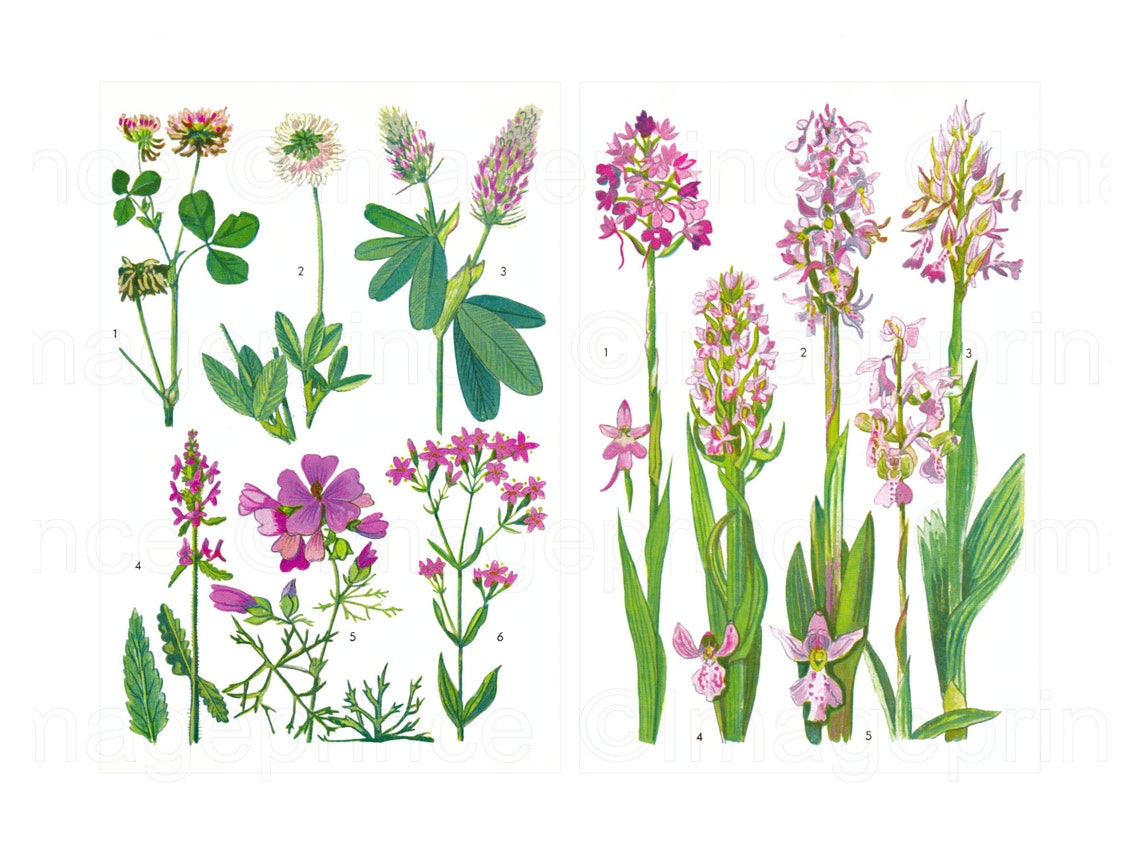 Pink Flower Illustrations, Printable Botanical Pages, Digital Download ...