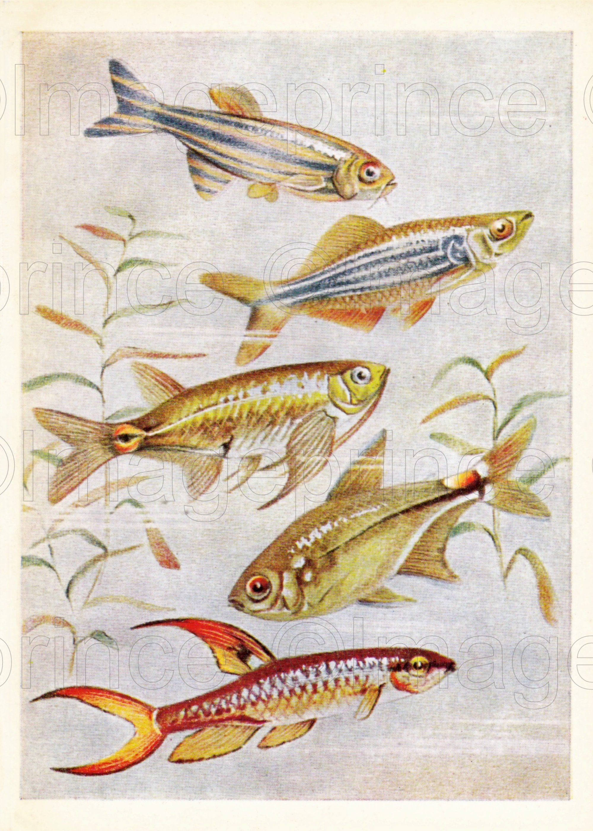 Vintage Fish Illustrations, Printable Botanical Pages, Digital Download ...