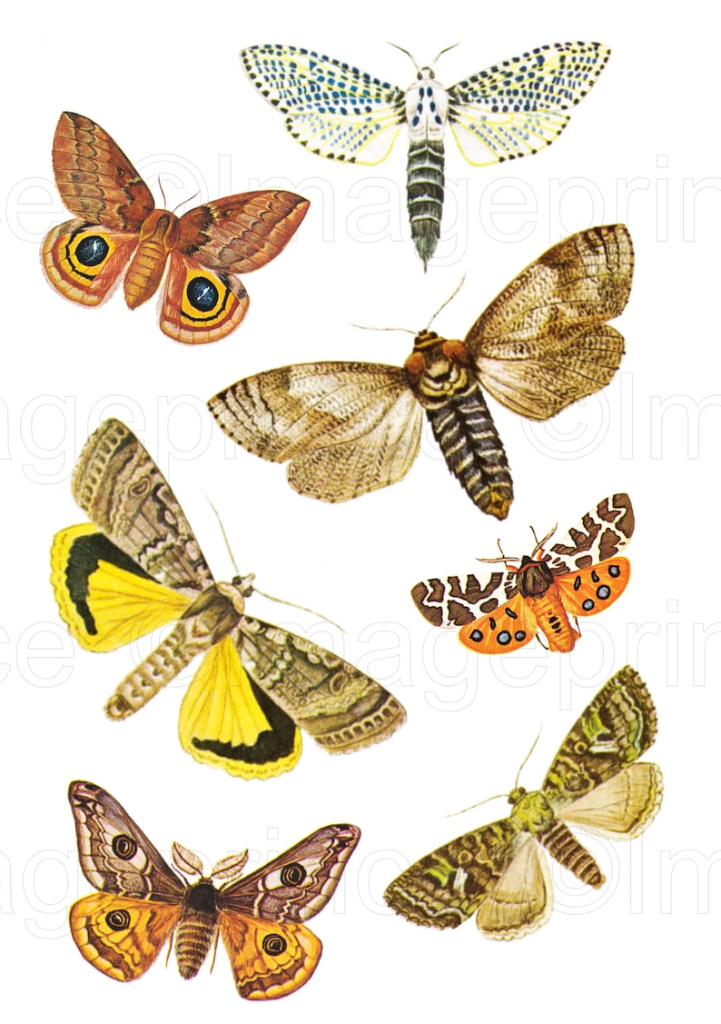Moth and Butterfly Clipart, Instant Download for Digital Scrapbooking ...