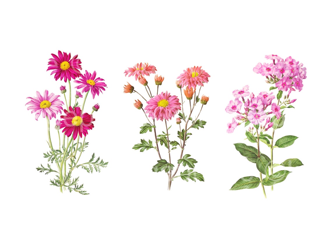 Pink Flower Clipart Set of 14 Vintage Illustrations Instant - Etsy