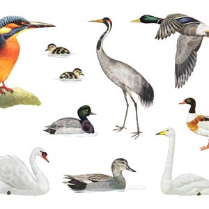 Pond Life Clip Art With Frogs, Water Plants, Insects, Beavers, Heron ...