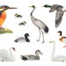 Pond Life Clip Art With Frogs, Water Plants, Insects, Beavers, Heron ...