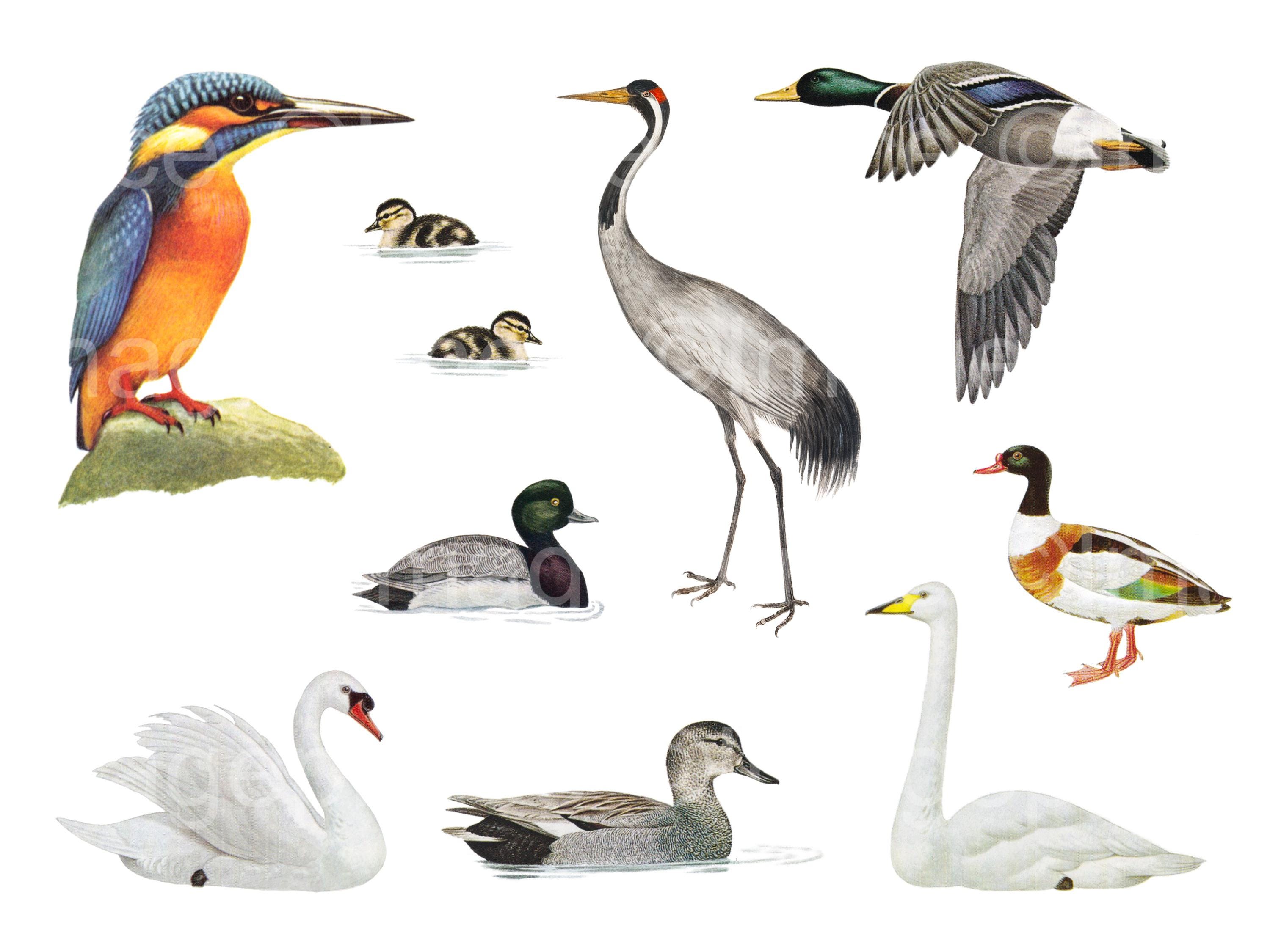 Pond Life Clip Art With Frogs, Water Plants, Insects, Beavers, Heron ...