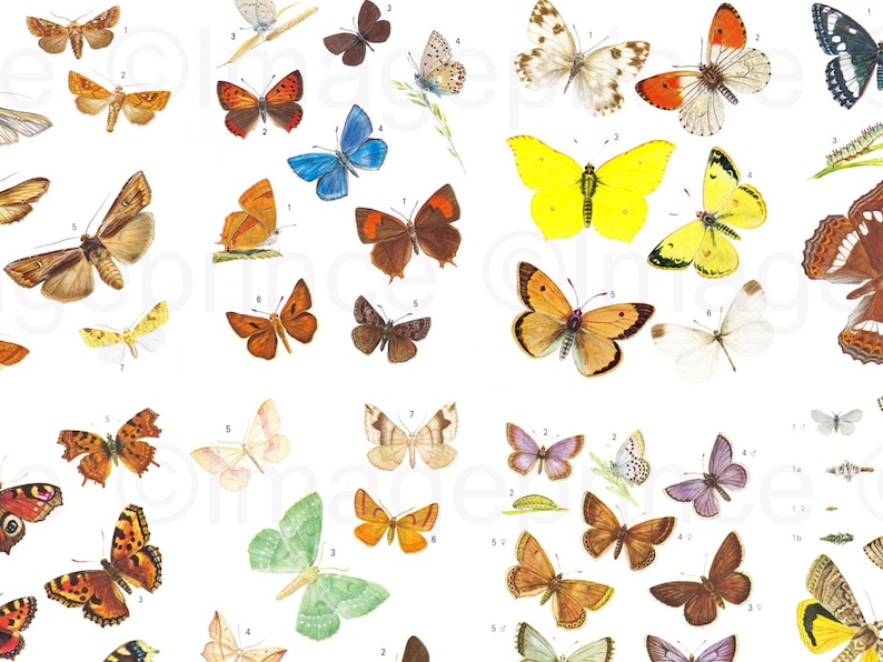 Butterfly and Moth Collage Sheets, Instant Download for Scrapbooking ...