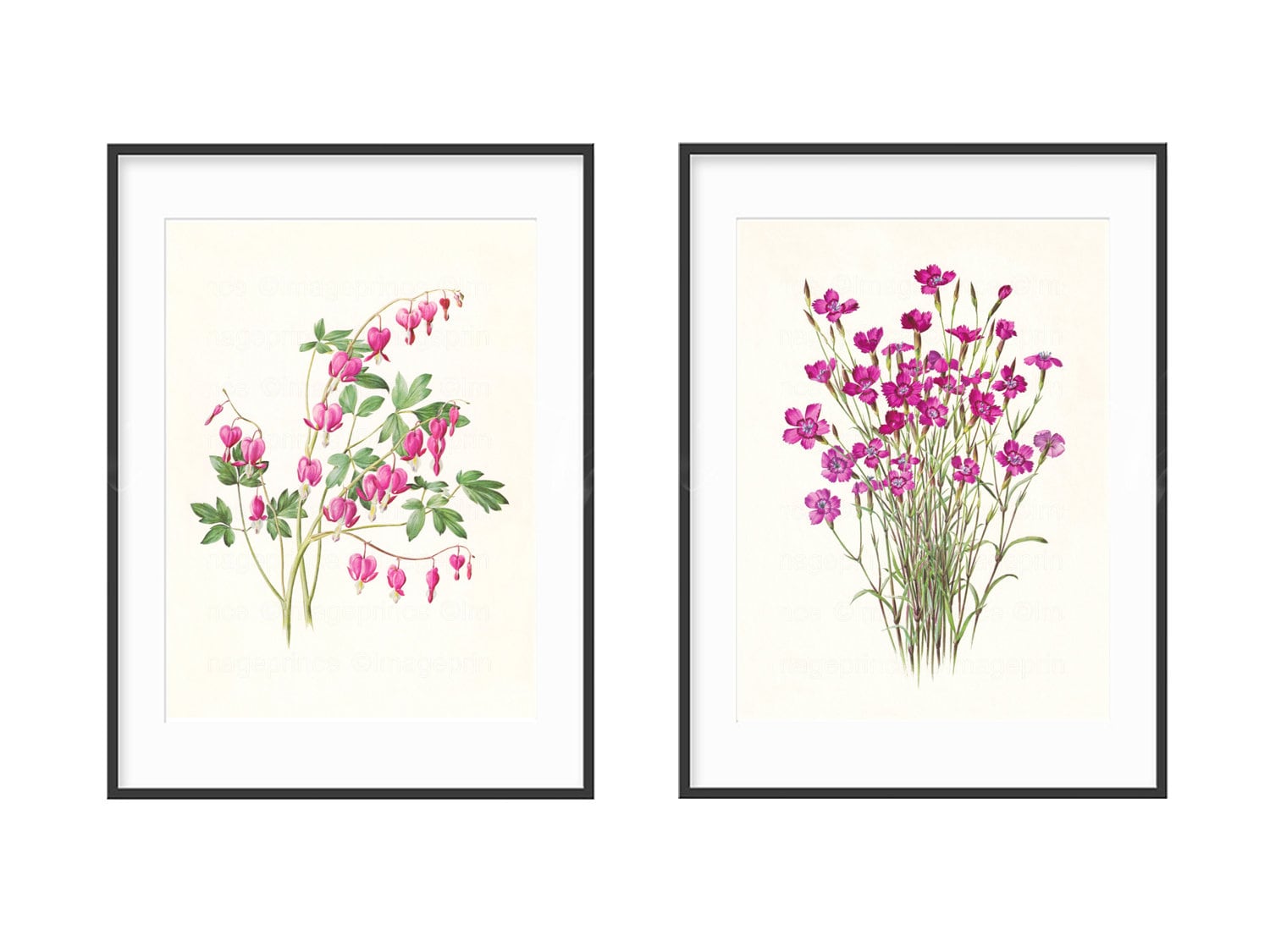 Pink Flower Illustrations, Printable Botanical Pages, Digital Download ...