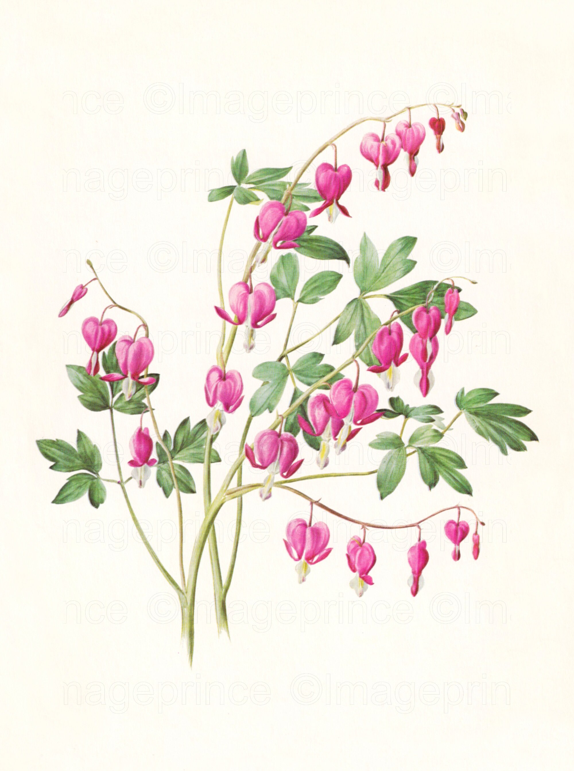 Pink Flower Illustrations, Printable Botanical Pages, Digital Download ...