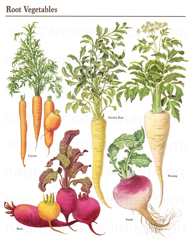 Root Vegetables Printable, Vintage Botanical Chart, Digital Download ...