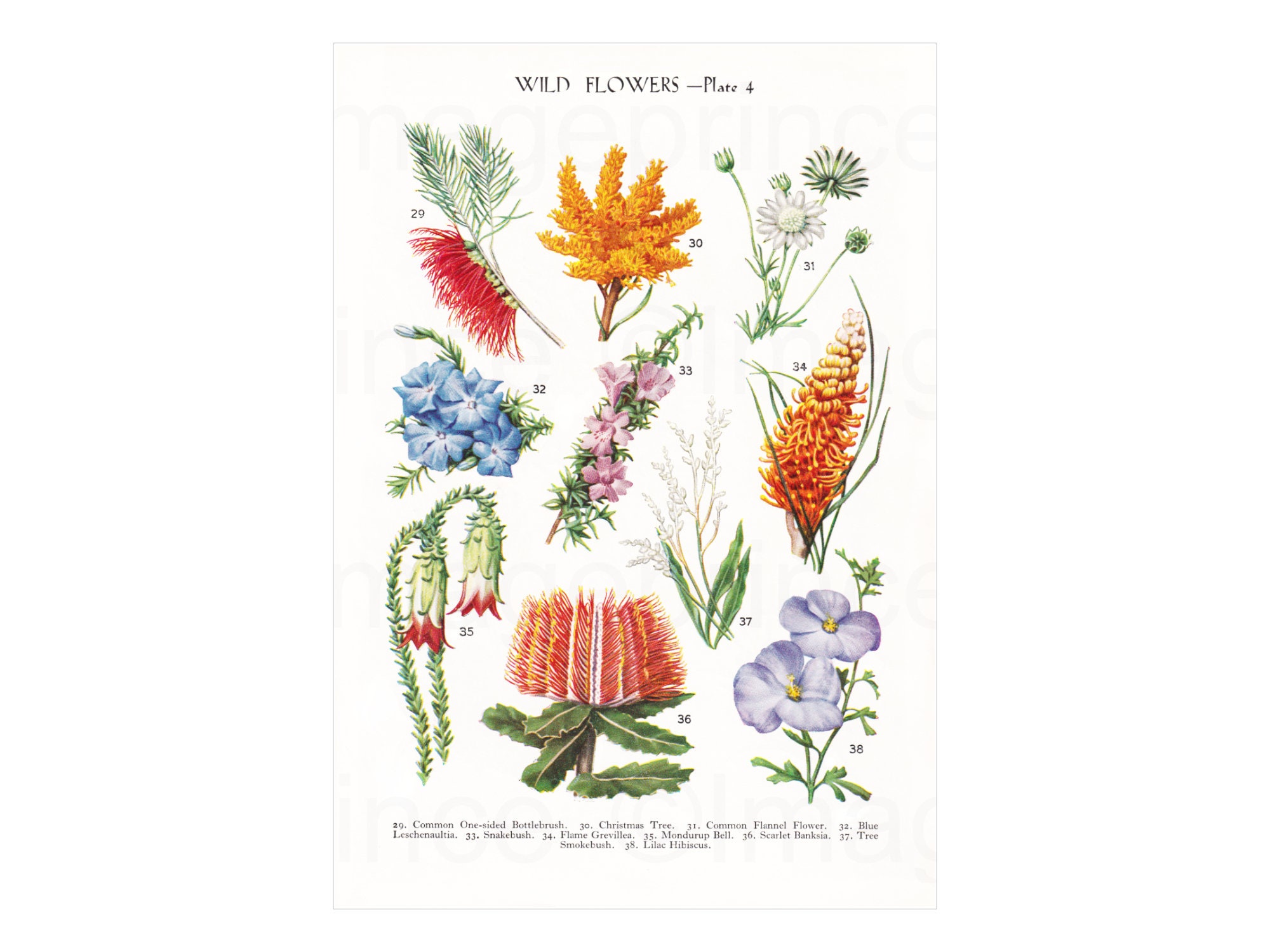 Australia Flower Illustrations, Printable Botanical Pages, Digital ...