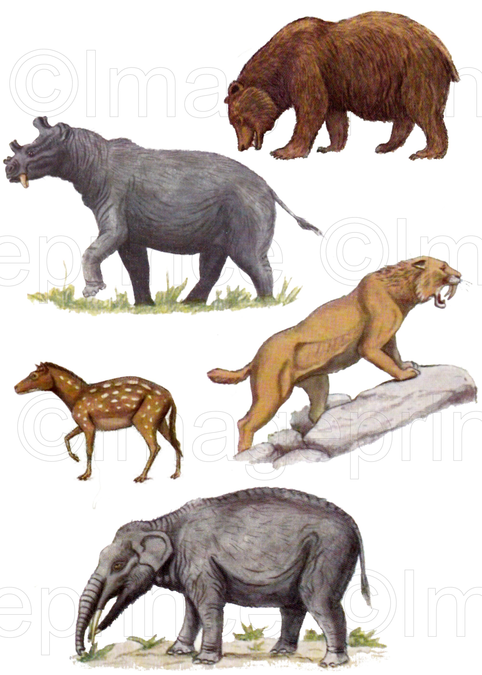 Dinosaur Clipart, Instant Download, Digital Collage Sheet for ...