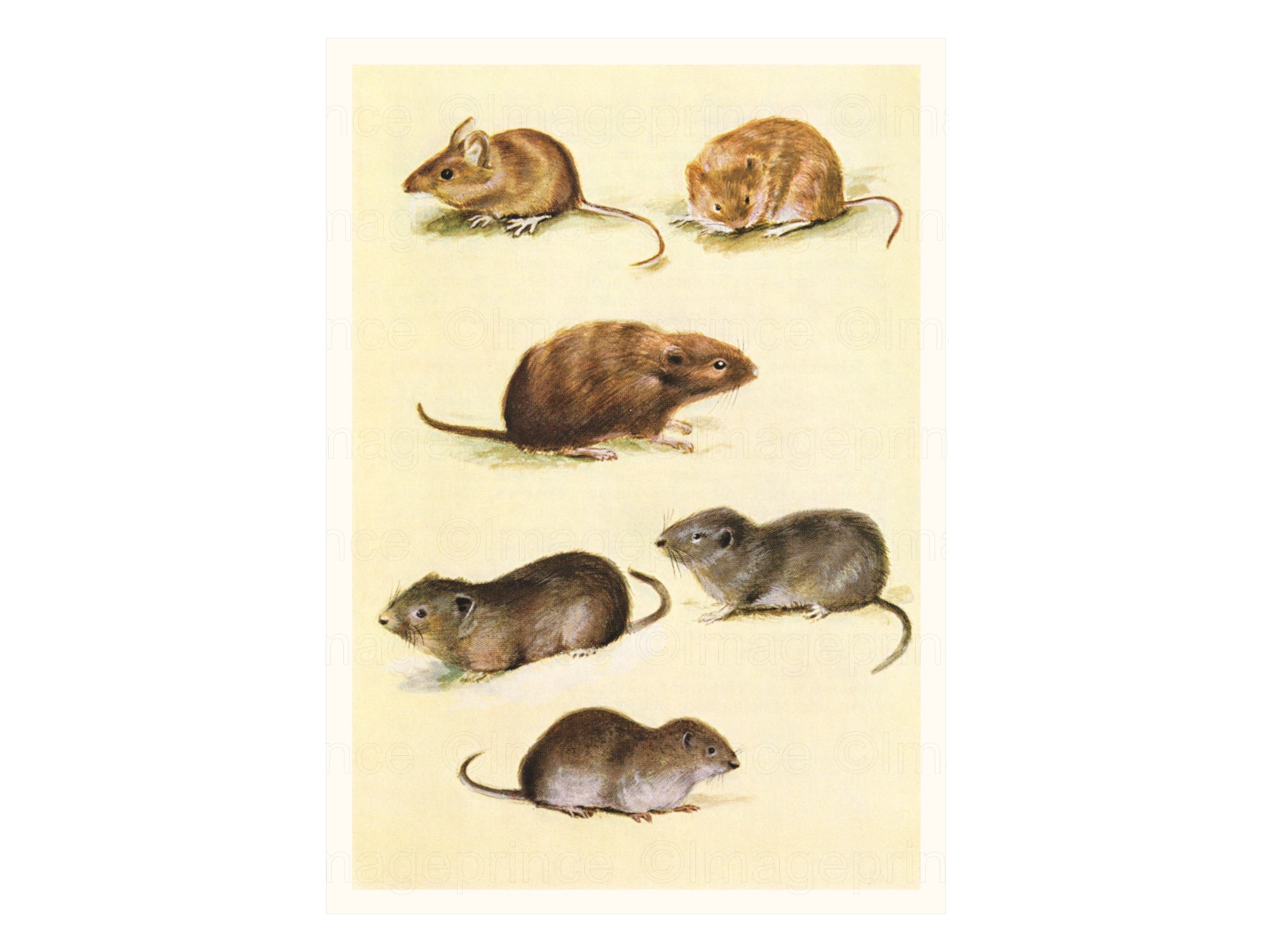 Mice Printable With Field Mouse, Harvest Mouse and Voles, Digital ...