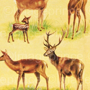 Forest Animal Print, Deer, Stag and Fawns, Digital Download for Framing ...