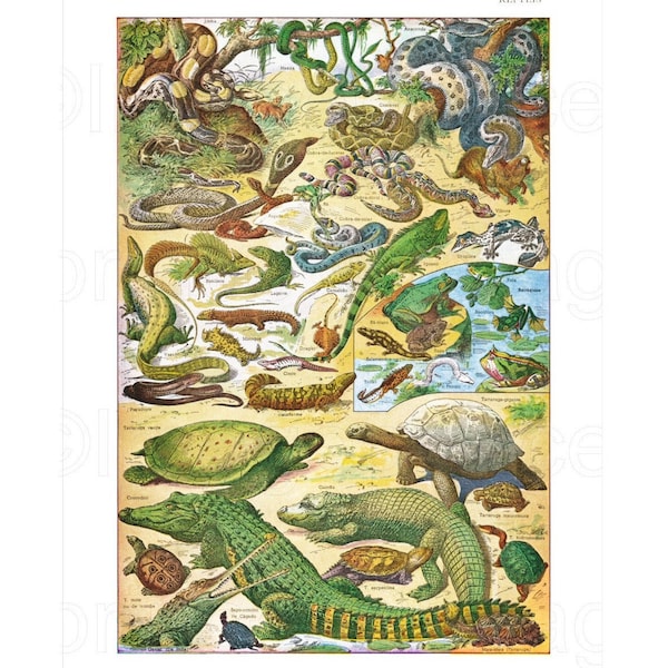 Reptile Print - Etsy