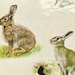 Hare and Rabbits Printable, Woodland Animals, Digital Download for ...