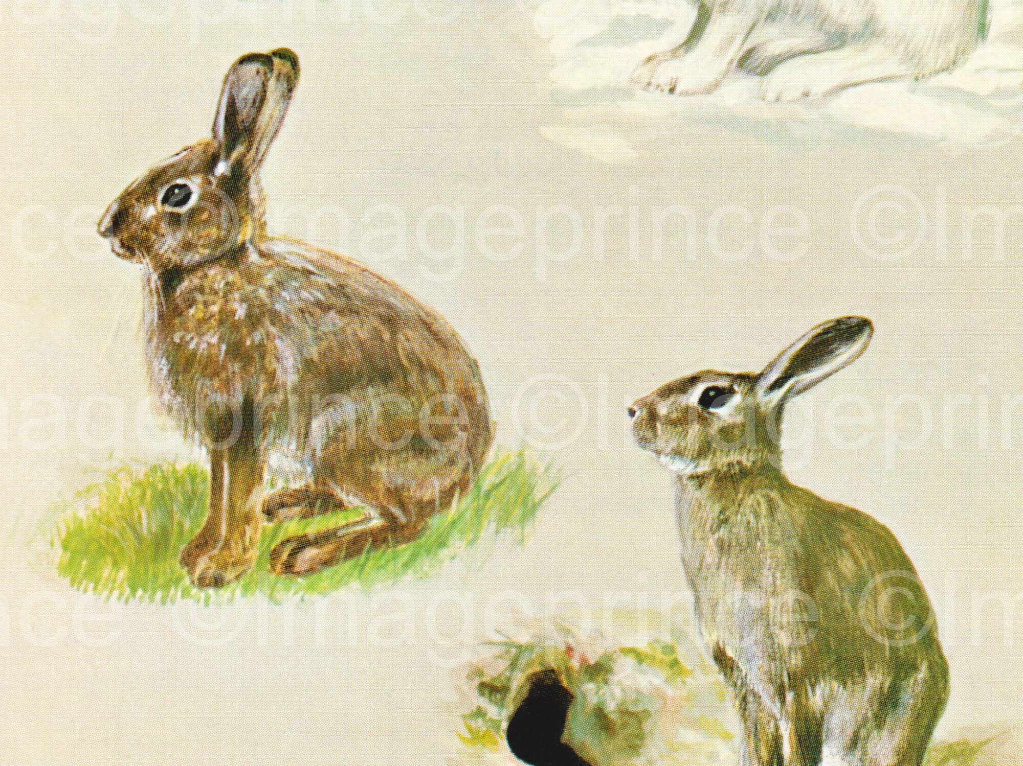 Hare and Rabbits Printable, Woodland Animals, Digital Download for ...