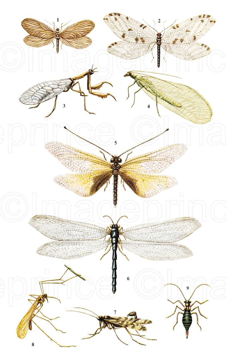 Insect Collage Sheets With Butterflies, Ladybugs, Beetles, Bees ...