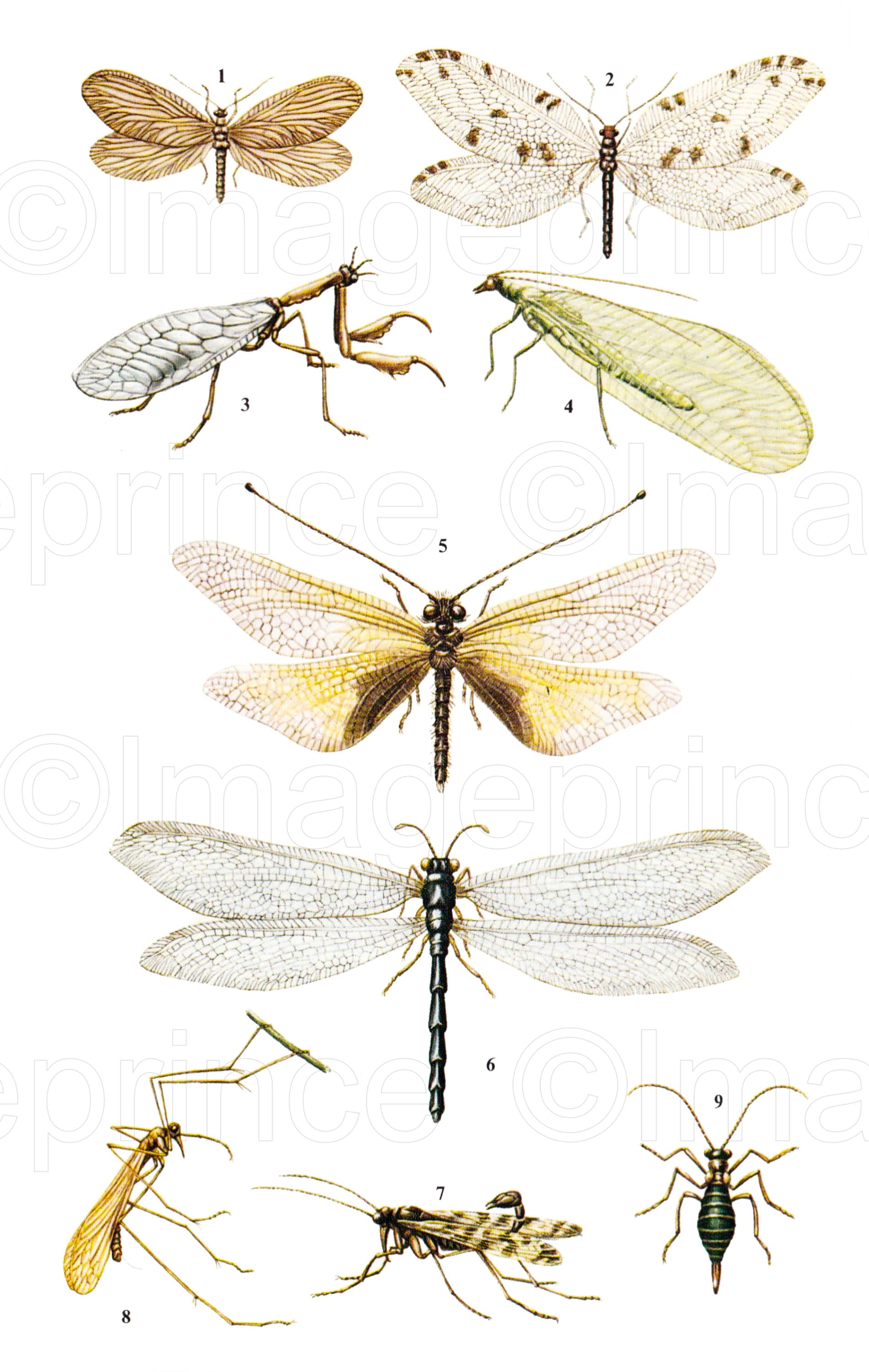 Hojas de collage de insectos con mariposas, mariquitas, escarabajos ...